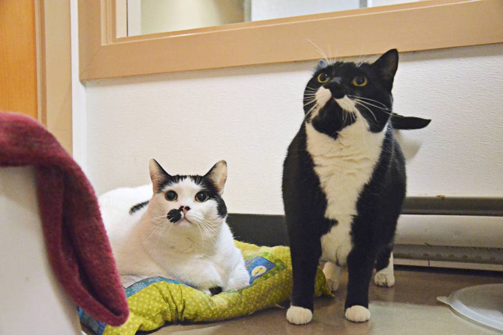 Langley shelter aims to find homes for every animal by Christmas ...