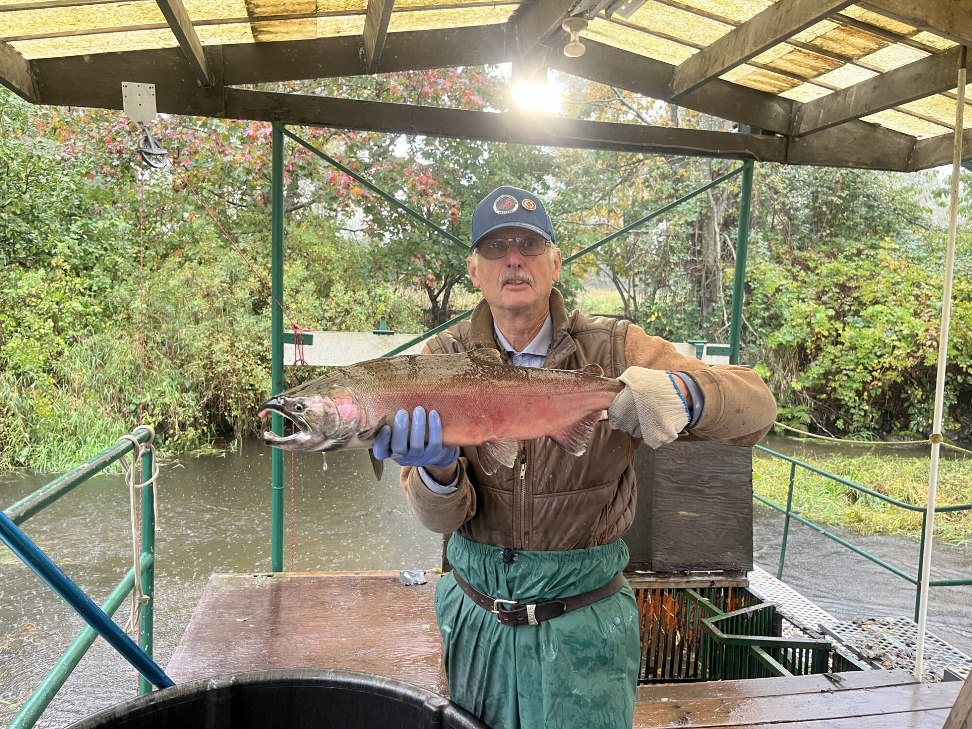 VIDEO: Salmon busy spawning in South Surrey’s Little Campbell River ...